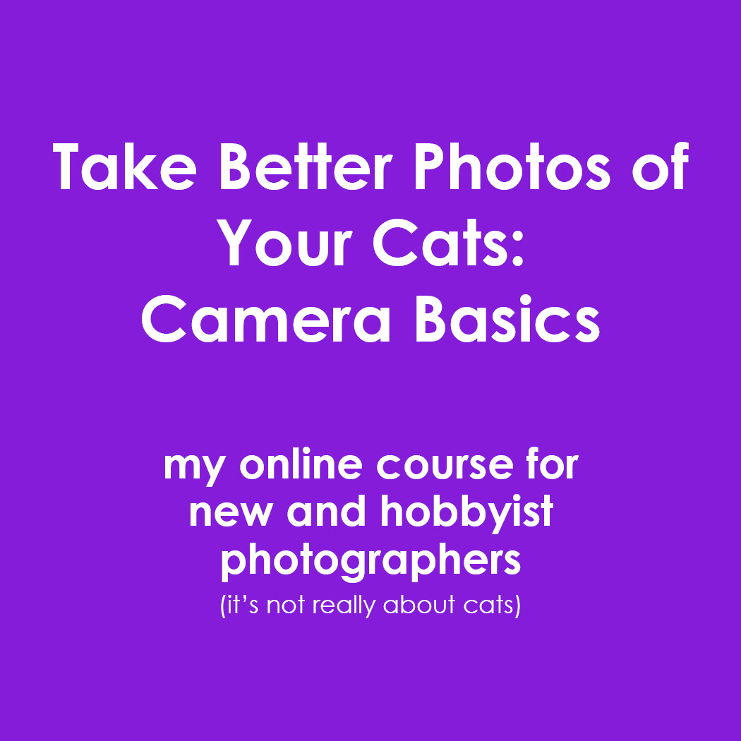 Document Your Year Weekly Photography Challenge - Document Your Day to Day